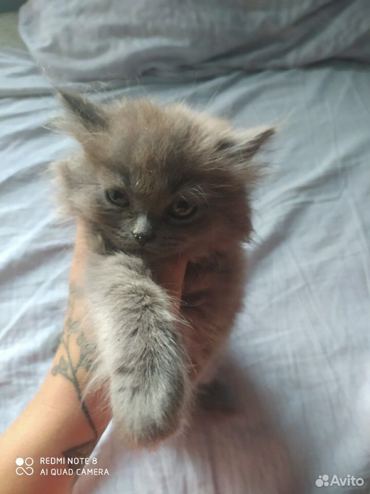 Котята