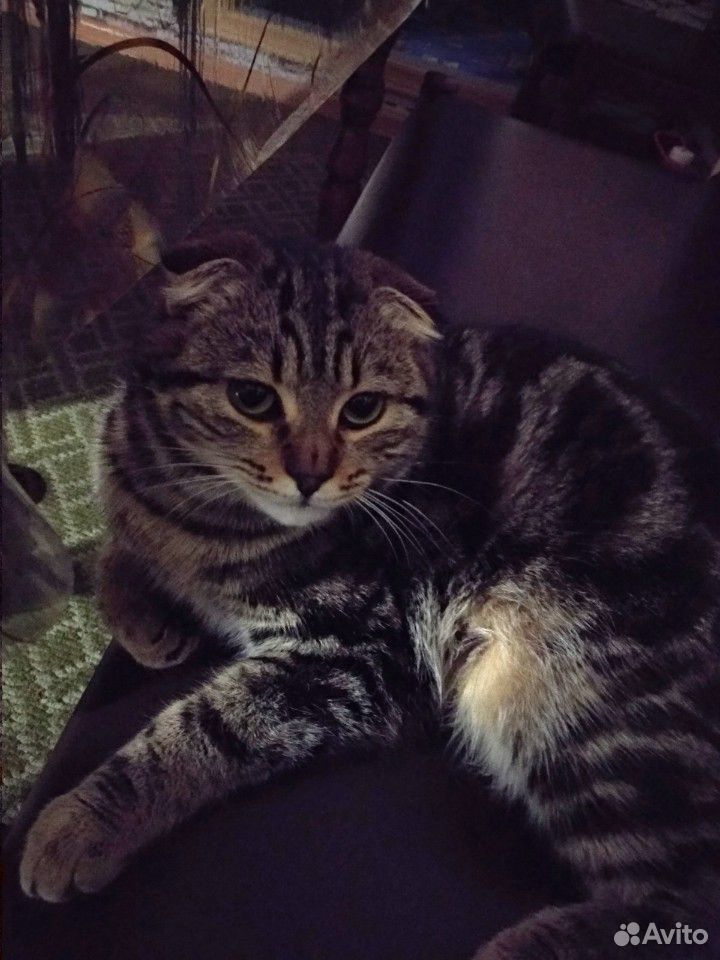 Котята шотландской вислоухой