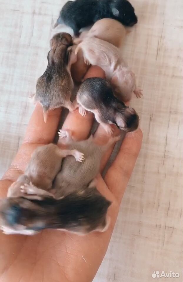 Хомячата сирийские