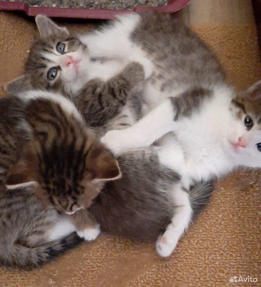 Котята в хорошие руки
