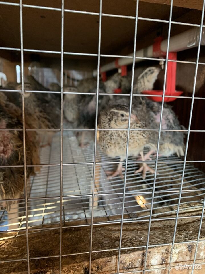 Продам перепелок несушек