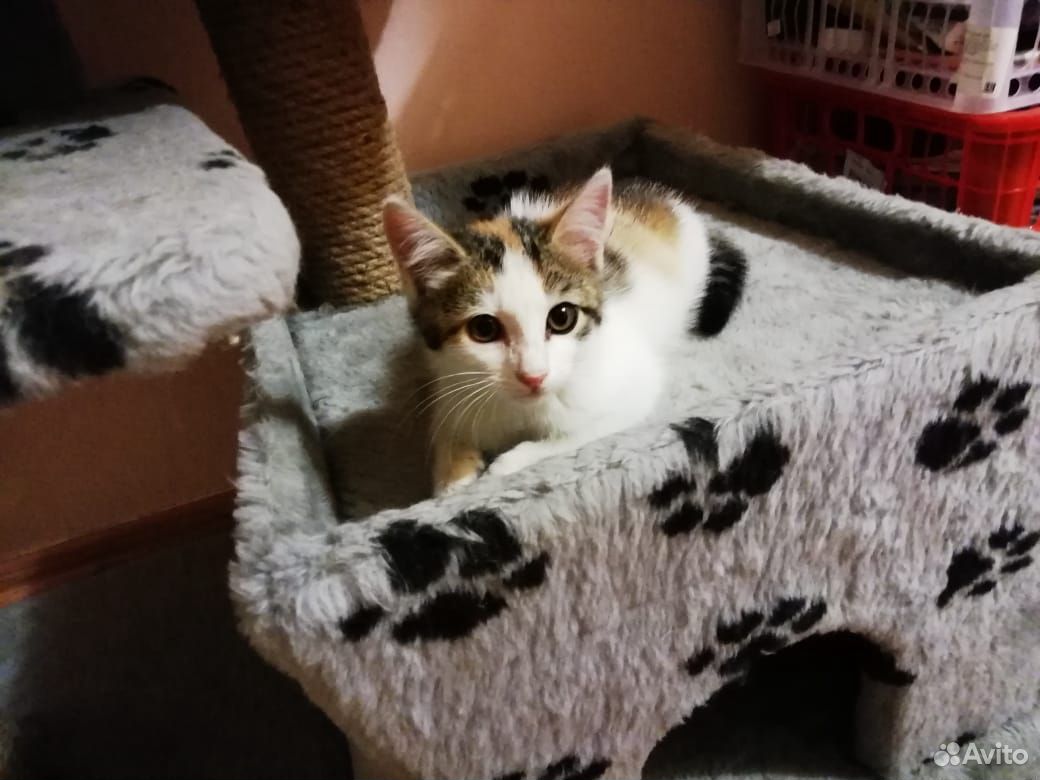 Котятки
