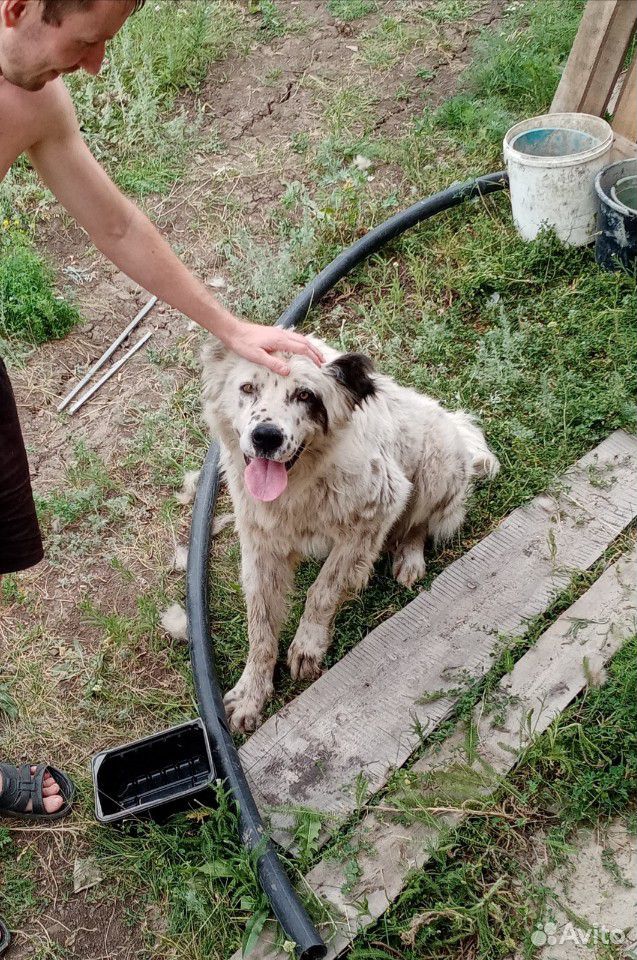 Собака алабай