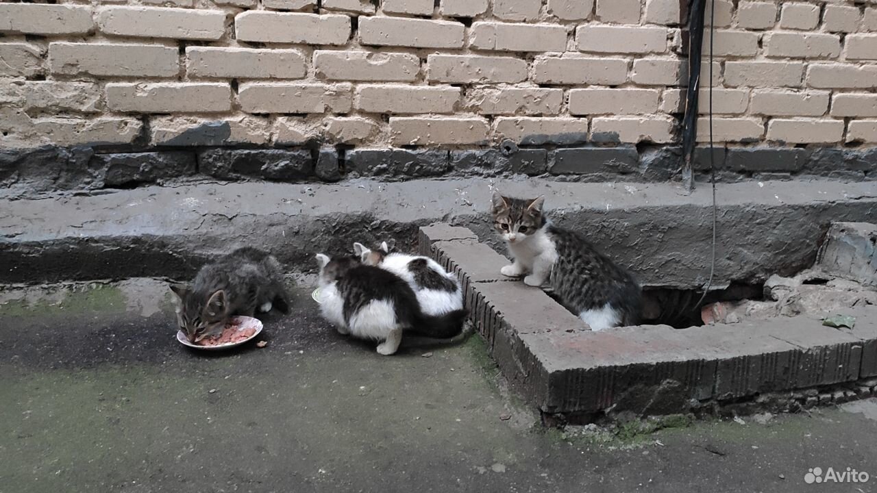Милые 2-месячные котята