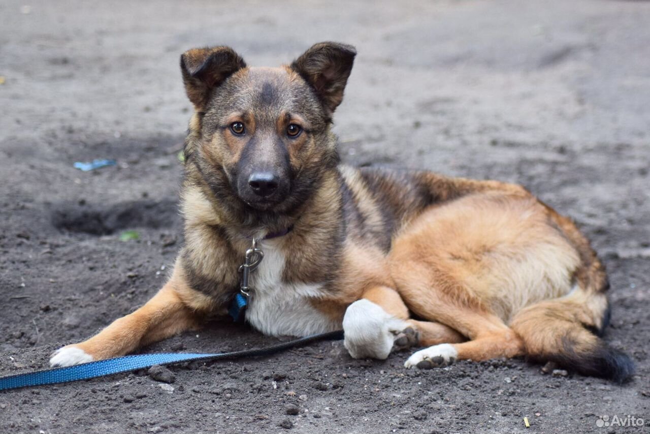 Щенок Рыжик