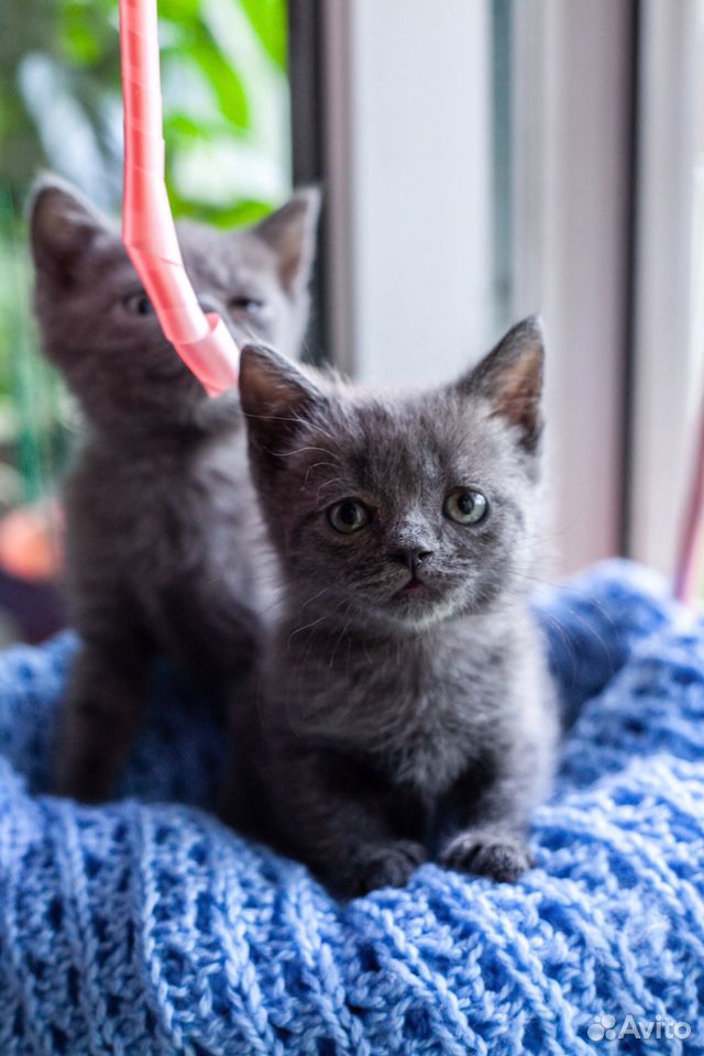 Шотландские голубые котята