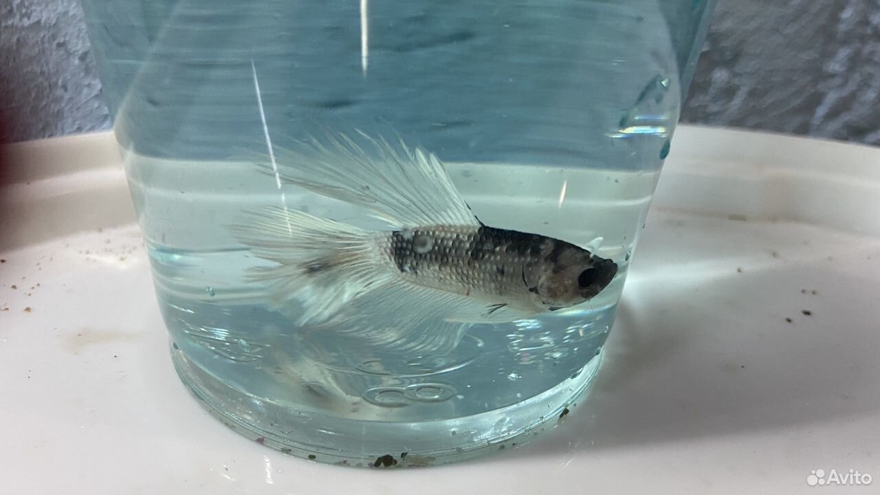 Петушок супердельта снежная зебра