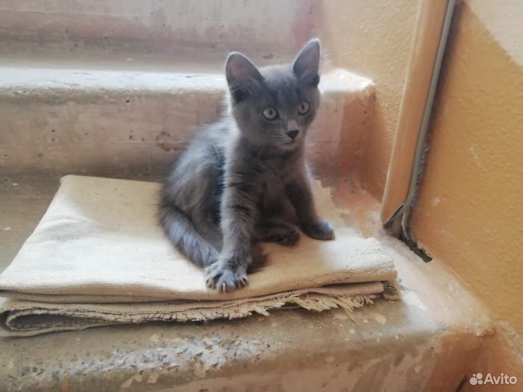 Отдам котенка в добрые руки