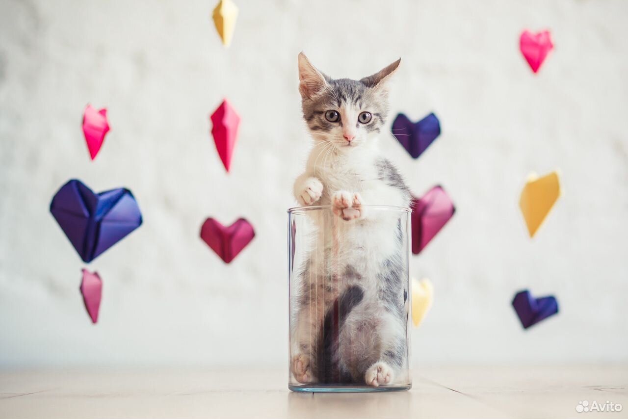 Котенок Смоки в дар
