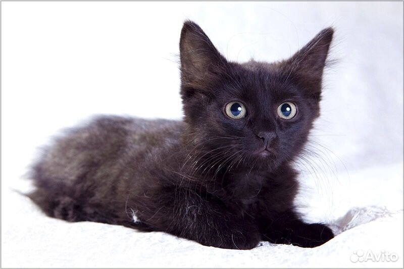 Котенок Рафаэль скромный тихоня в дар