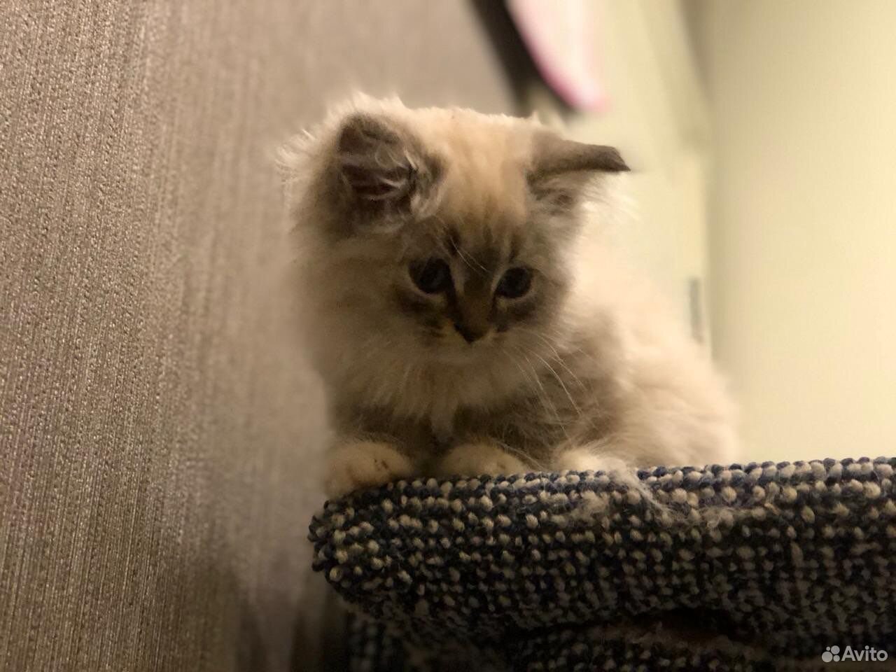 Невская Маскарадная Кошечка