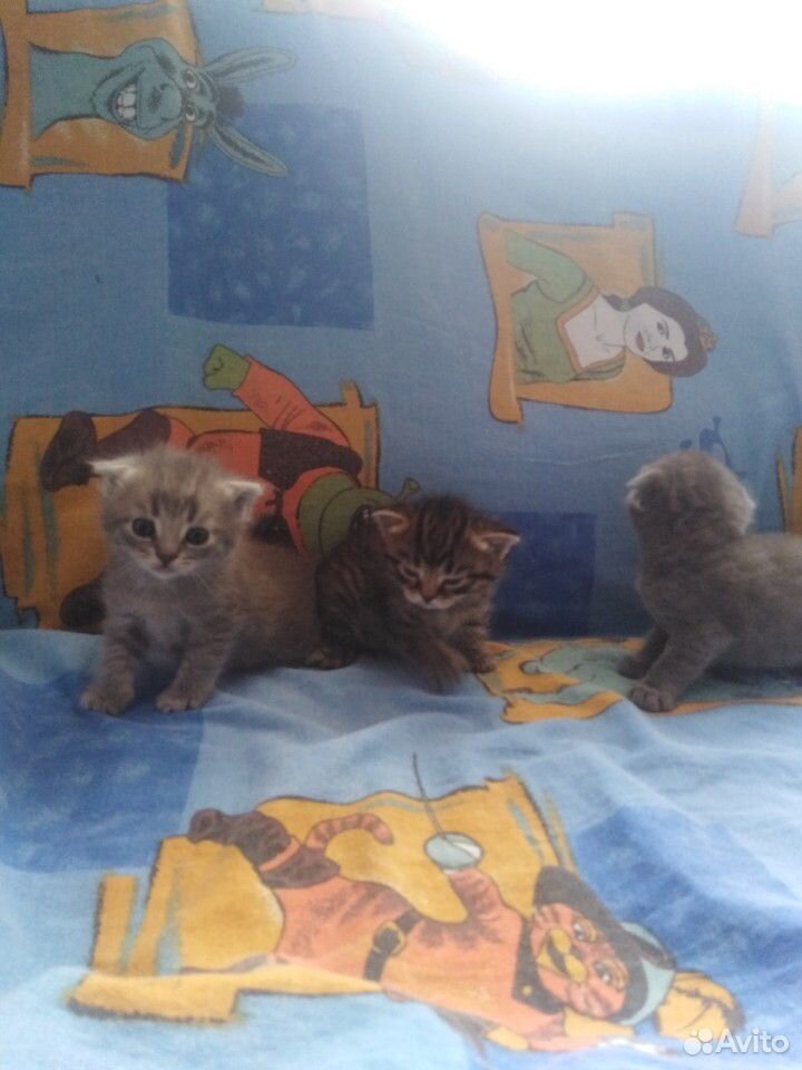Британская