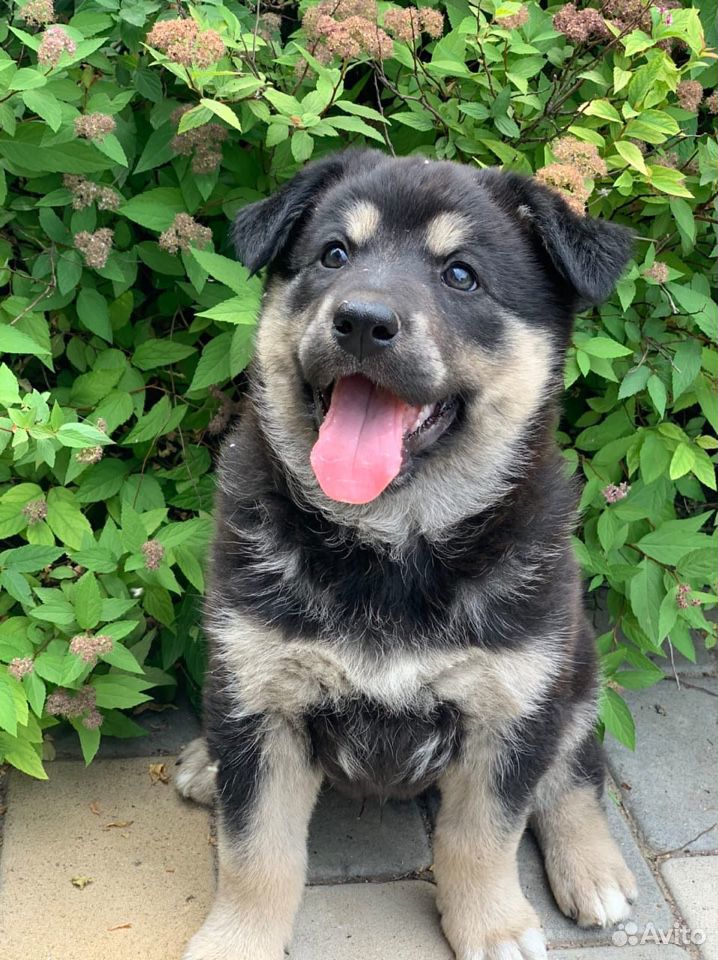 Ищем любящих родителей для чудных щенков