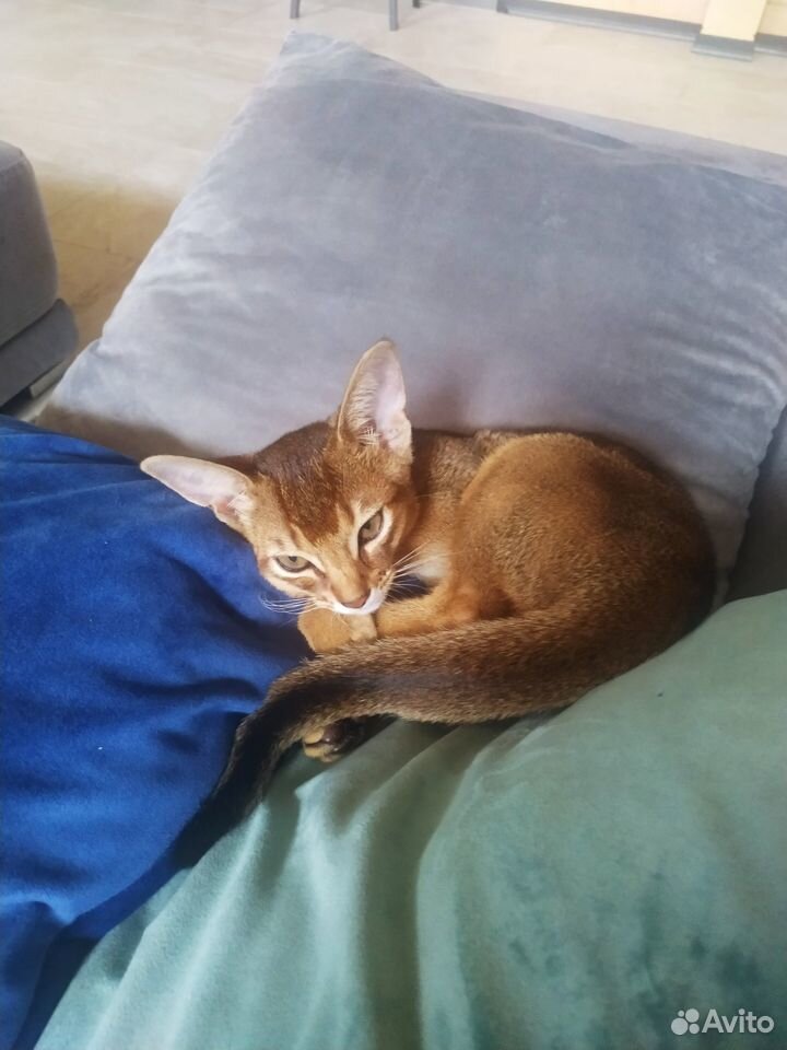 Абессинский котнок, девочка