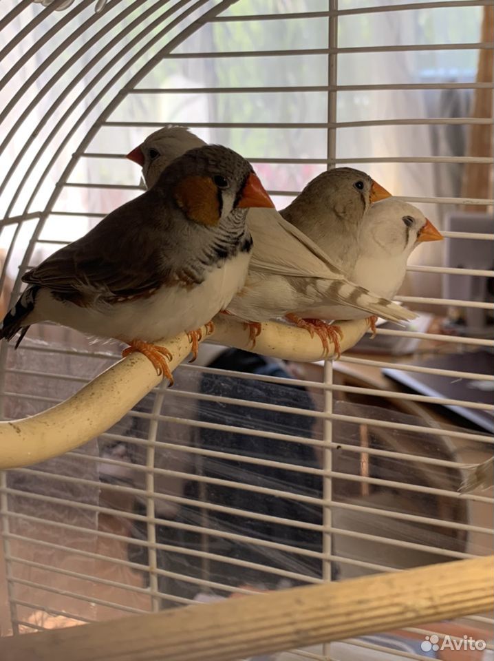 Зебровые амадины