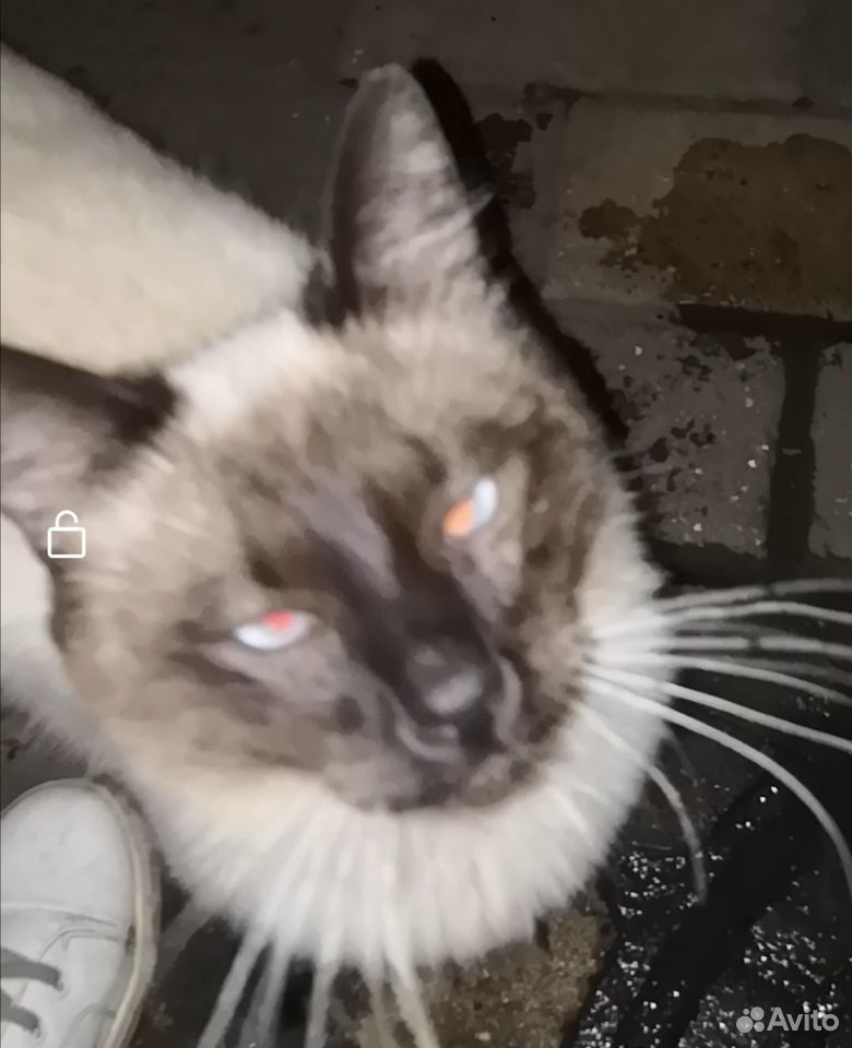 Великолепный домашний котик на улице
