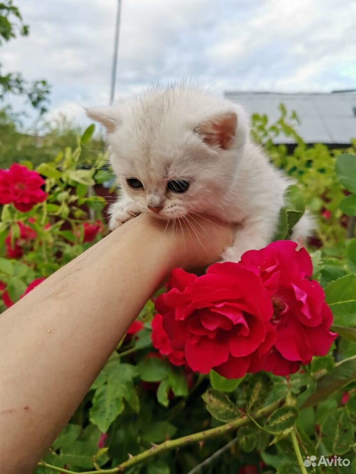 Элитные Британские котята