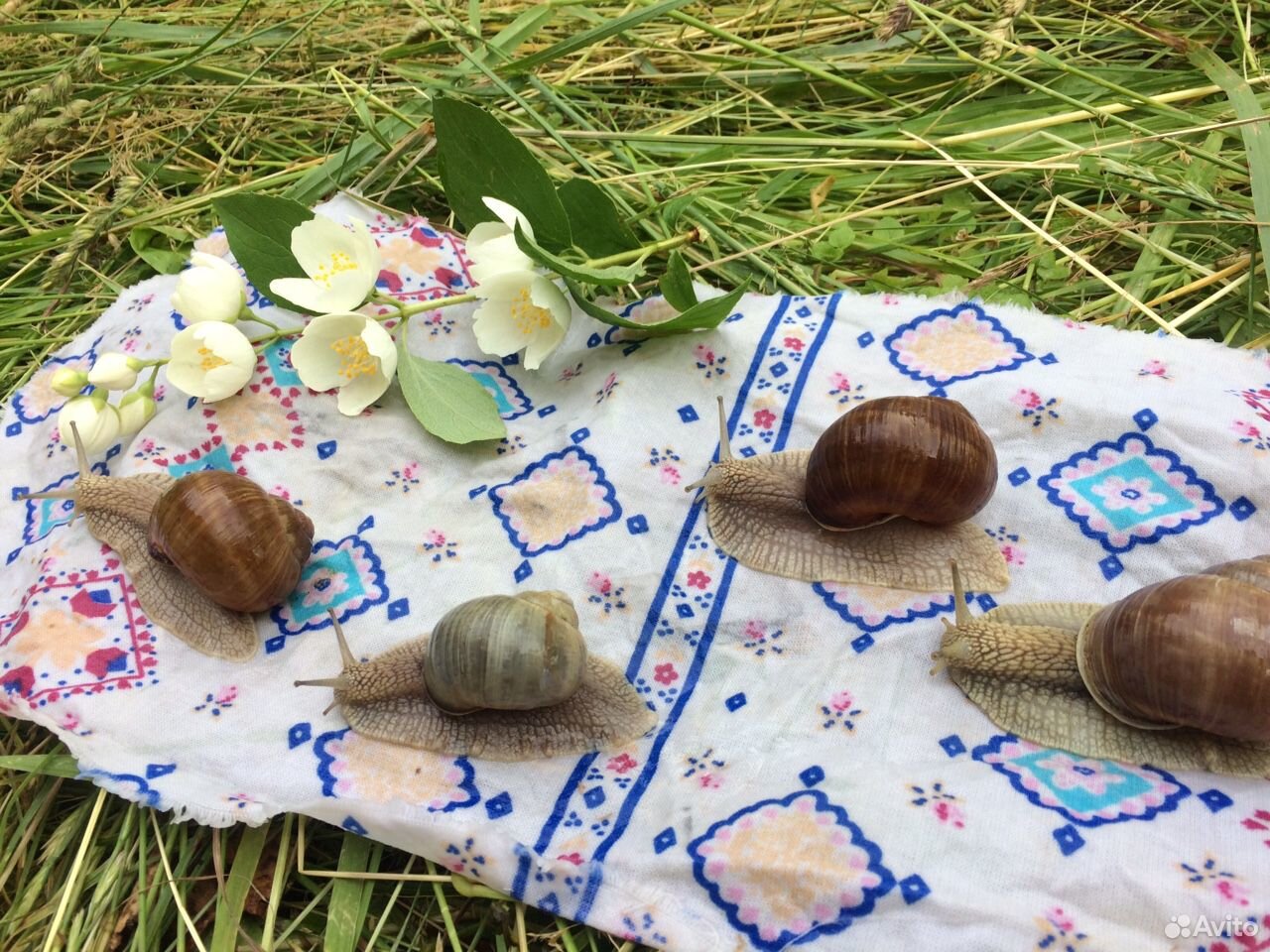 Виноградные улитки