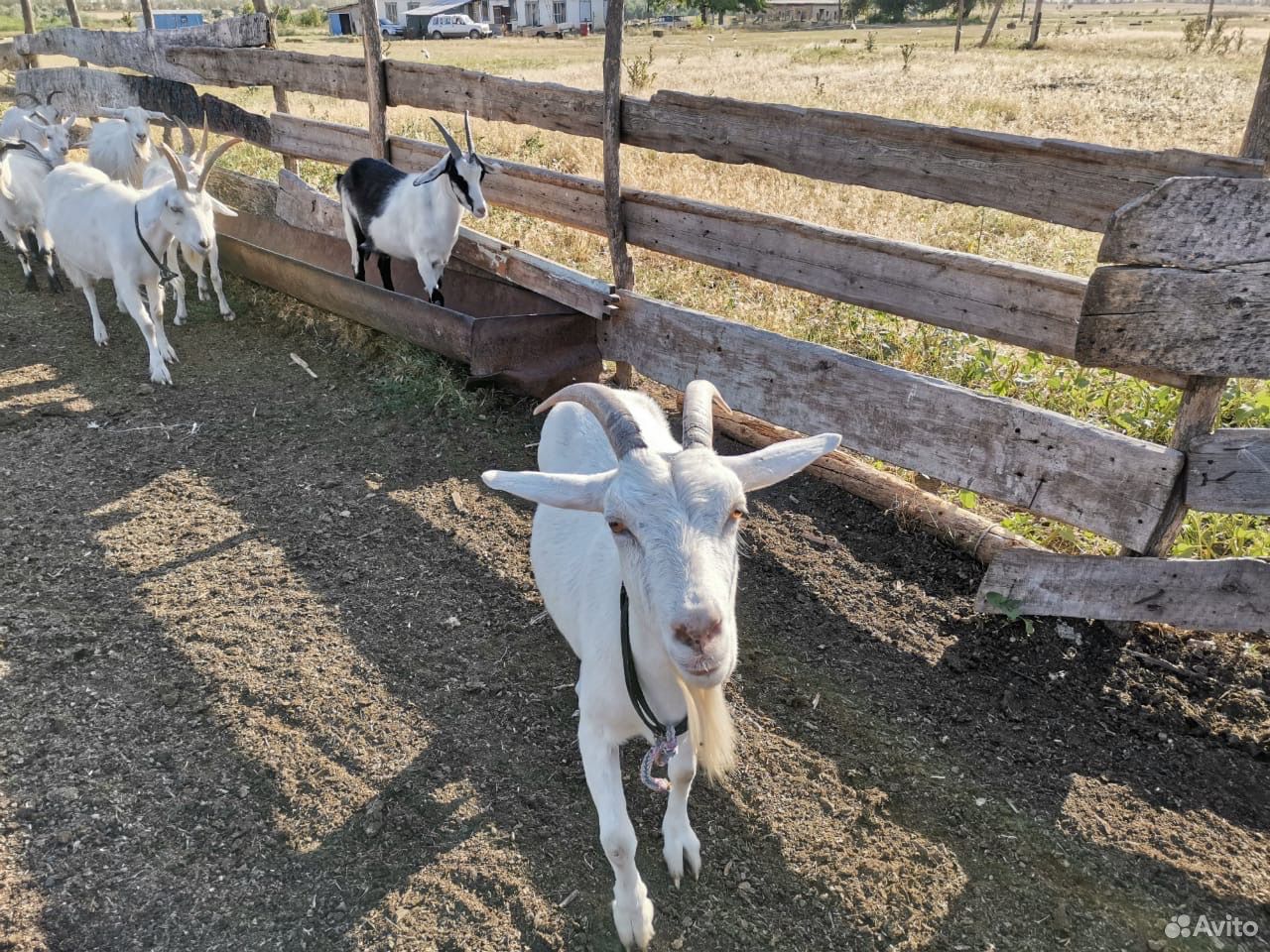 Продаются Дойные козы или обмен на дойную корову
