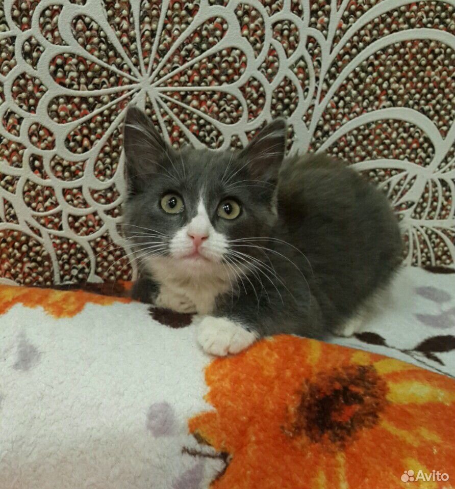 Девочка Ася в добрые руки