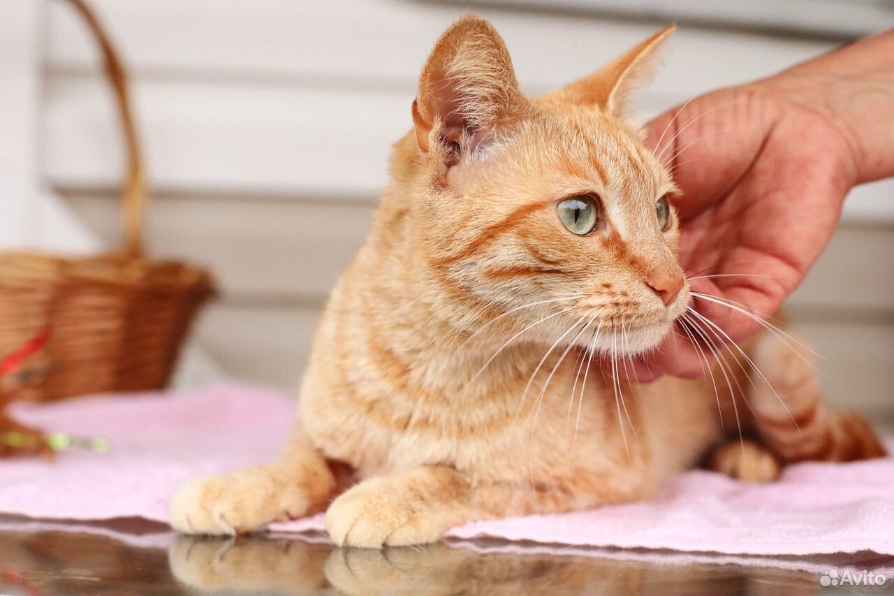 Кошка Рыжуля в добрые руки, в дар