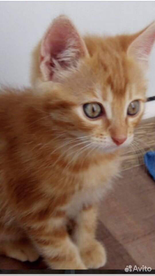 Котенок