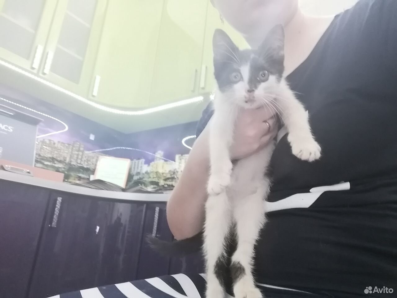 Котенок нуждающийся в доме