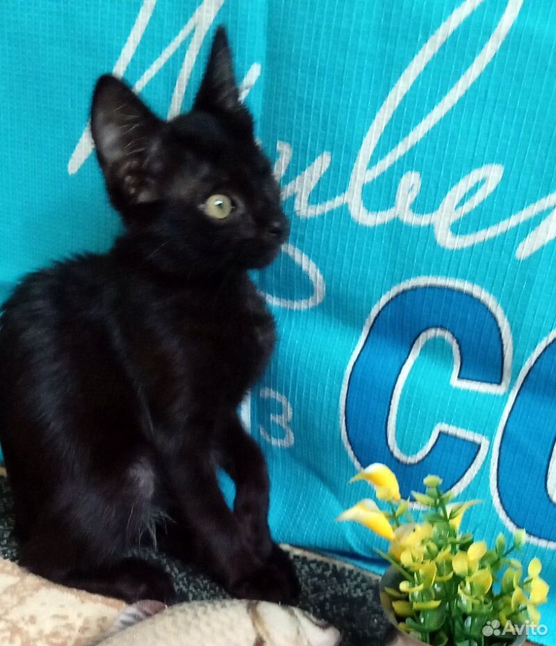 Кому звездочку счастья с небес