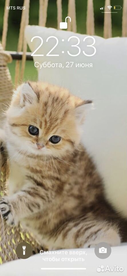 Ищу британца такого окраса