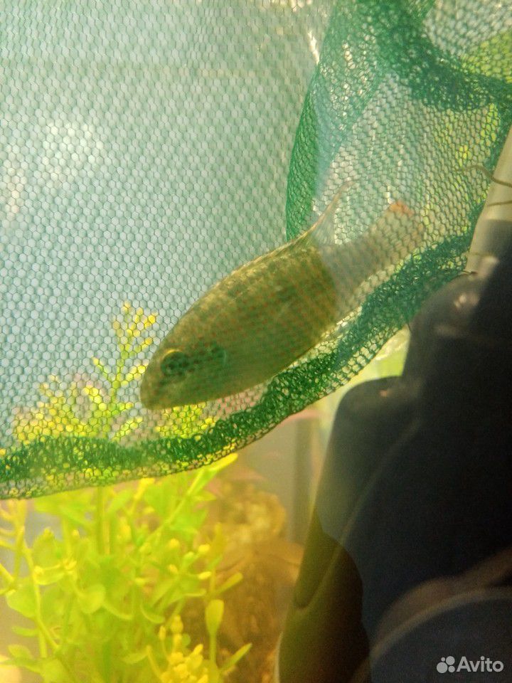 Рыба демасони