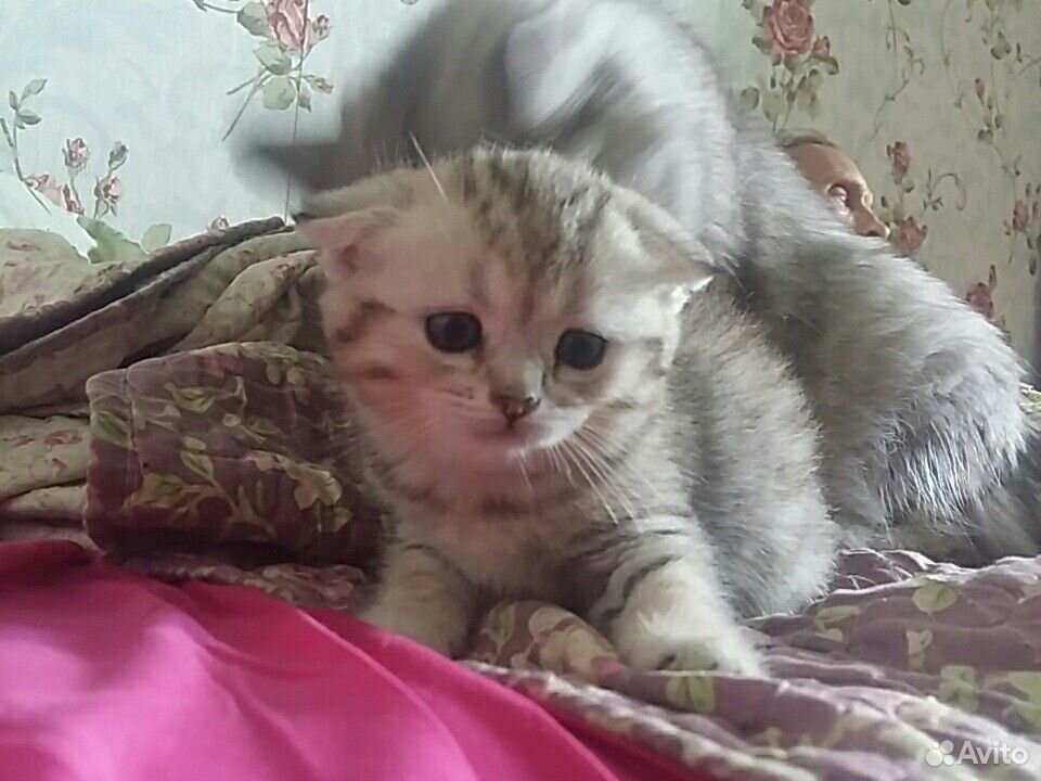 Британочка