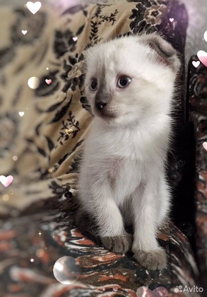 Сиамский вислоухий мальчик