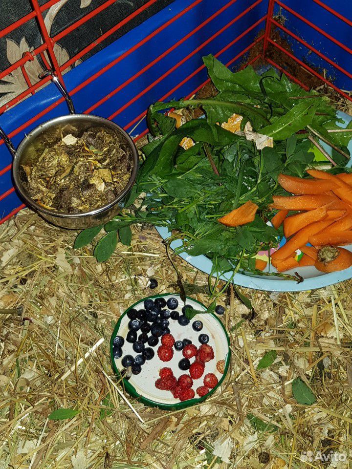 Декоративный кролик