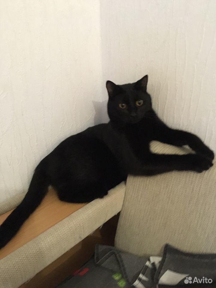 Продается кот