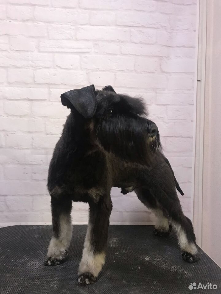 Продам собаку 1 год 11 месяцев Цвергшнауцера