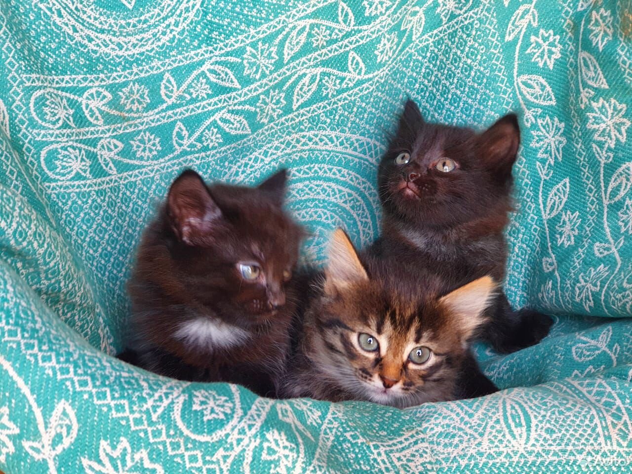 Отдам 3 котёнка в добрые руки. котятам 1мес 10дн