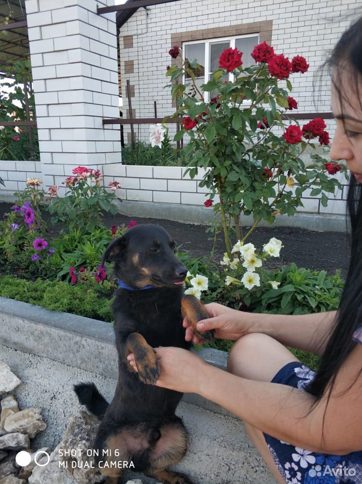 Ищет дом мелкий пёсик Барон