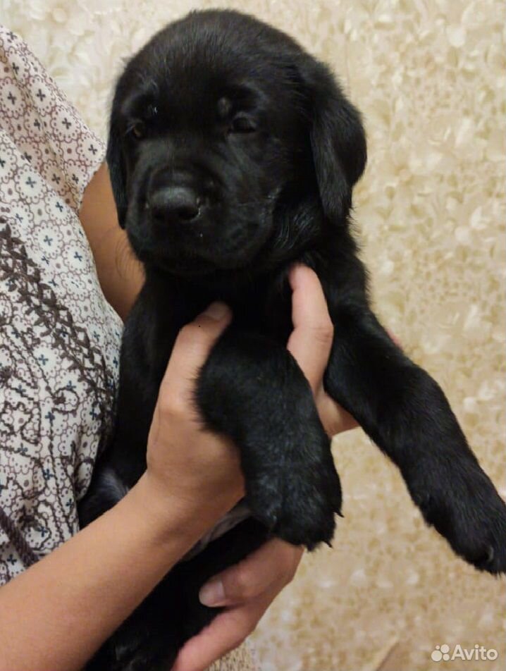 Щенок лабродора