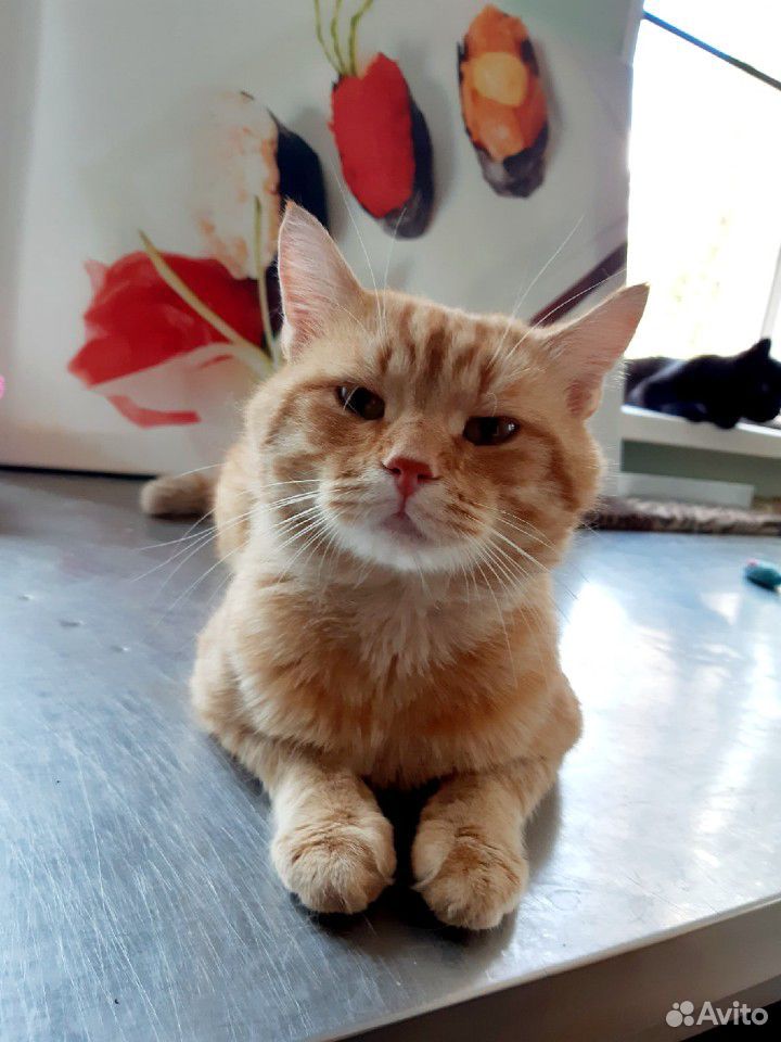 Рыжик Гриша