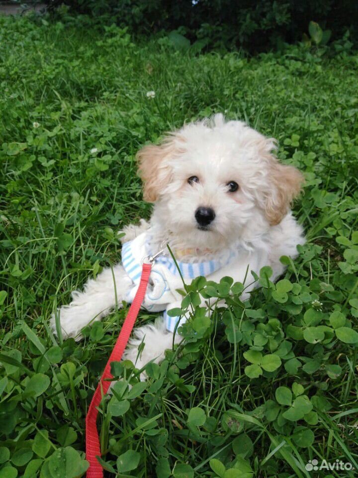 Мальтипу Ф1 девочка крем брюле