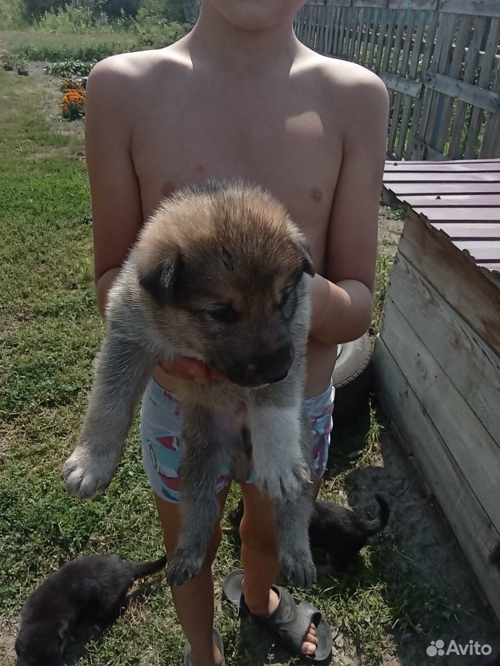 Немецкая овчарка