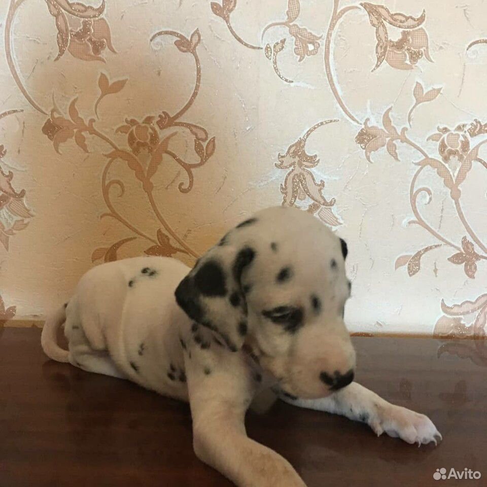 Далматин