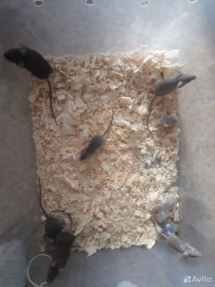 Мыши кормовые