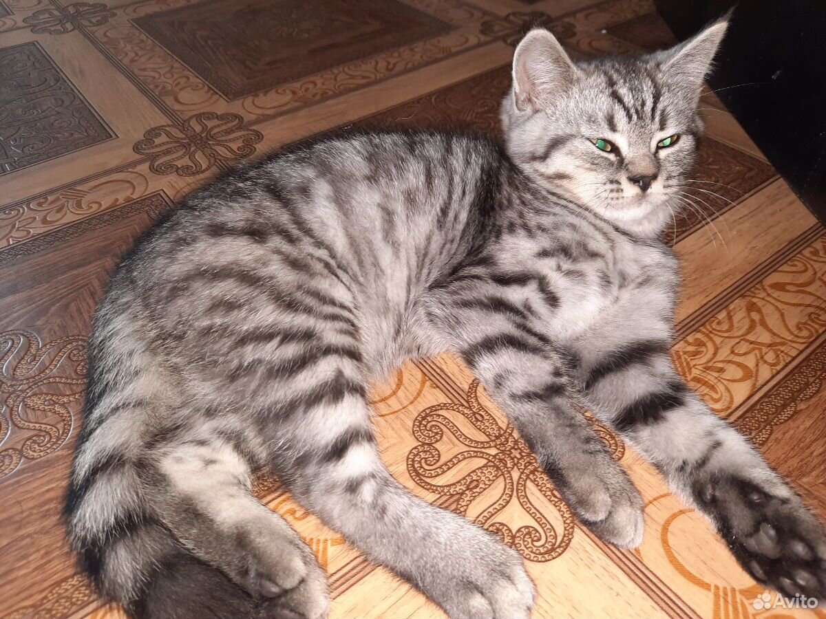 Кошка