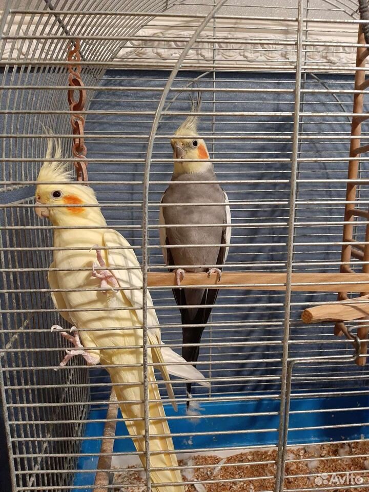 Попугаи Карелла (1,5 годика) пара (мальчик и девоч