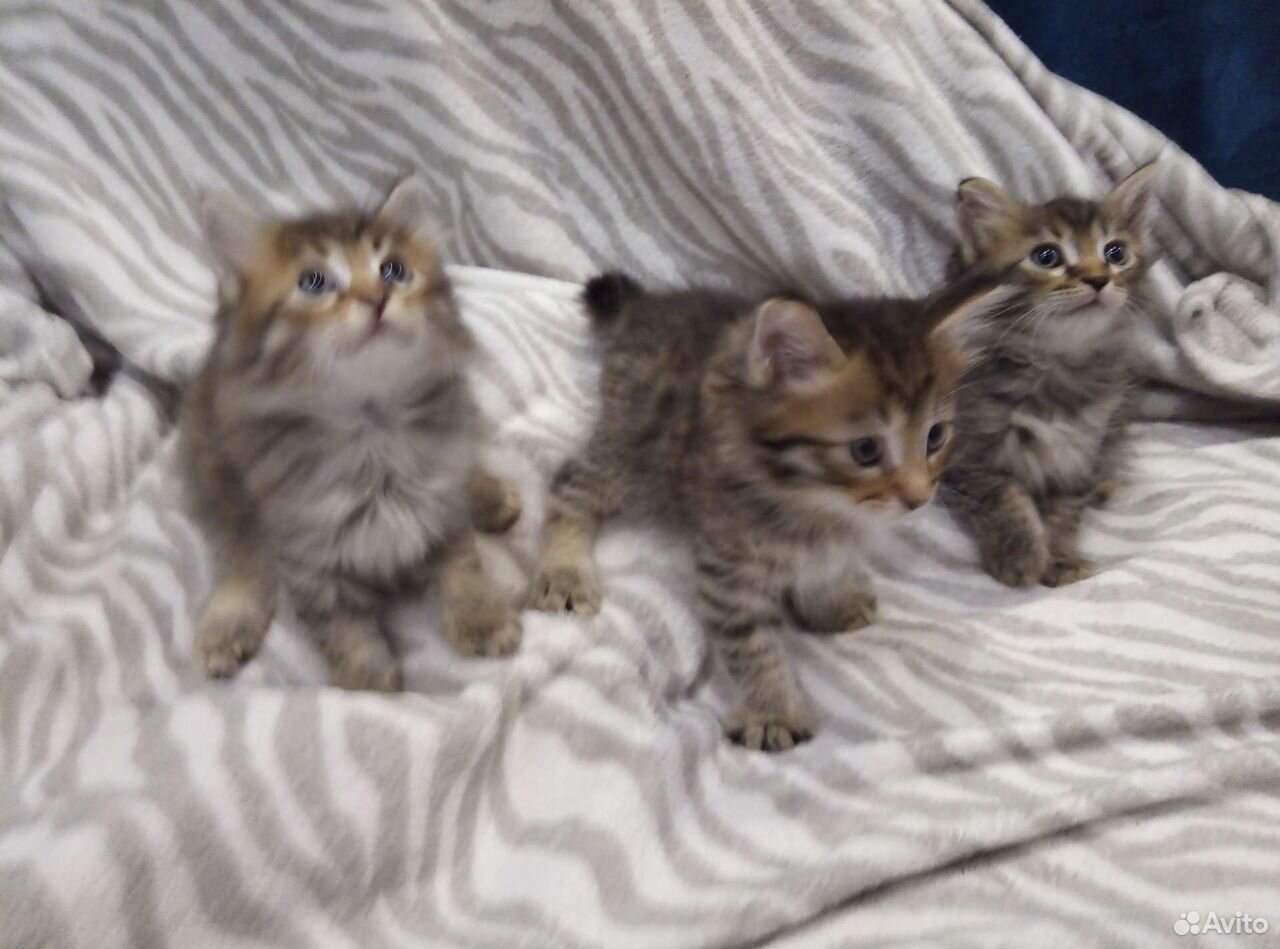 Котята метисы бобтейл