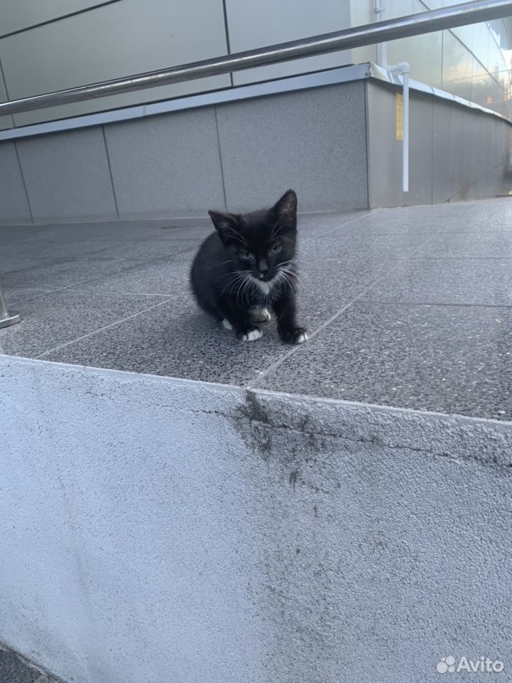Котята
