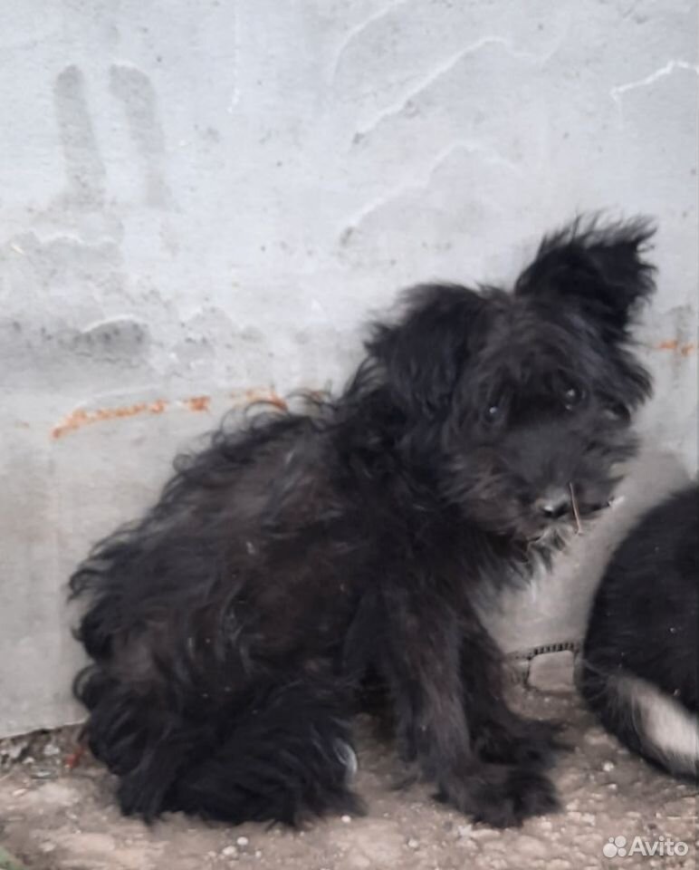 Кудрявый и мягкий малыш Керн ищет верного друга