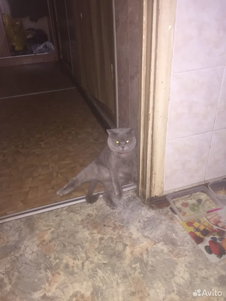 Отдаю в добрые руки кошечку