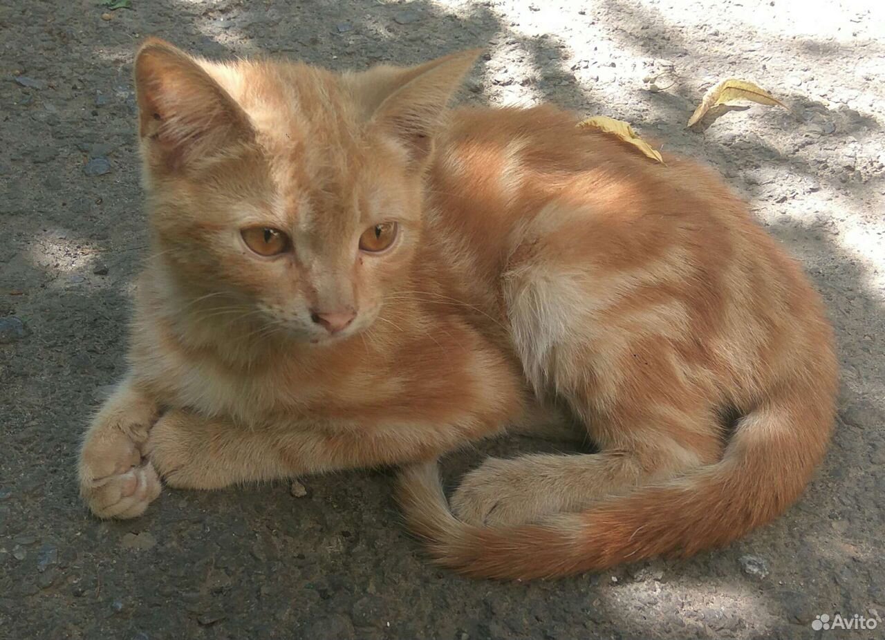 Хорошенький рыжий котёнок
